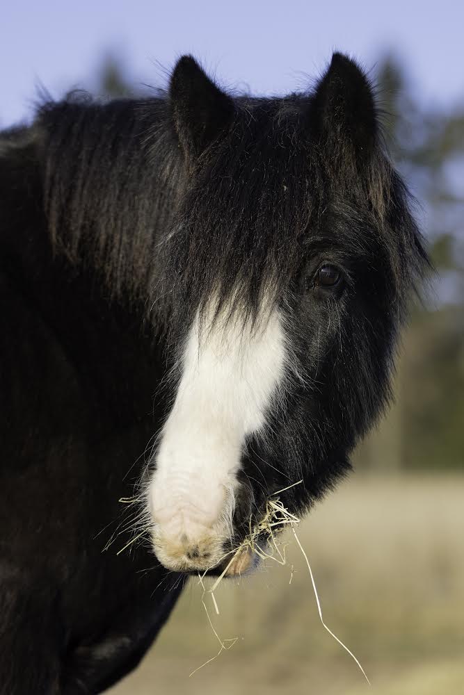 Rosa - Blairgowrie RDA
